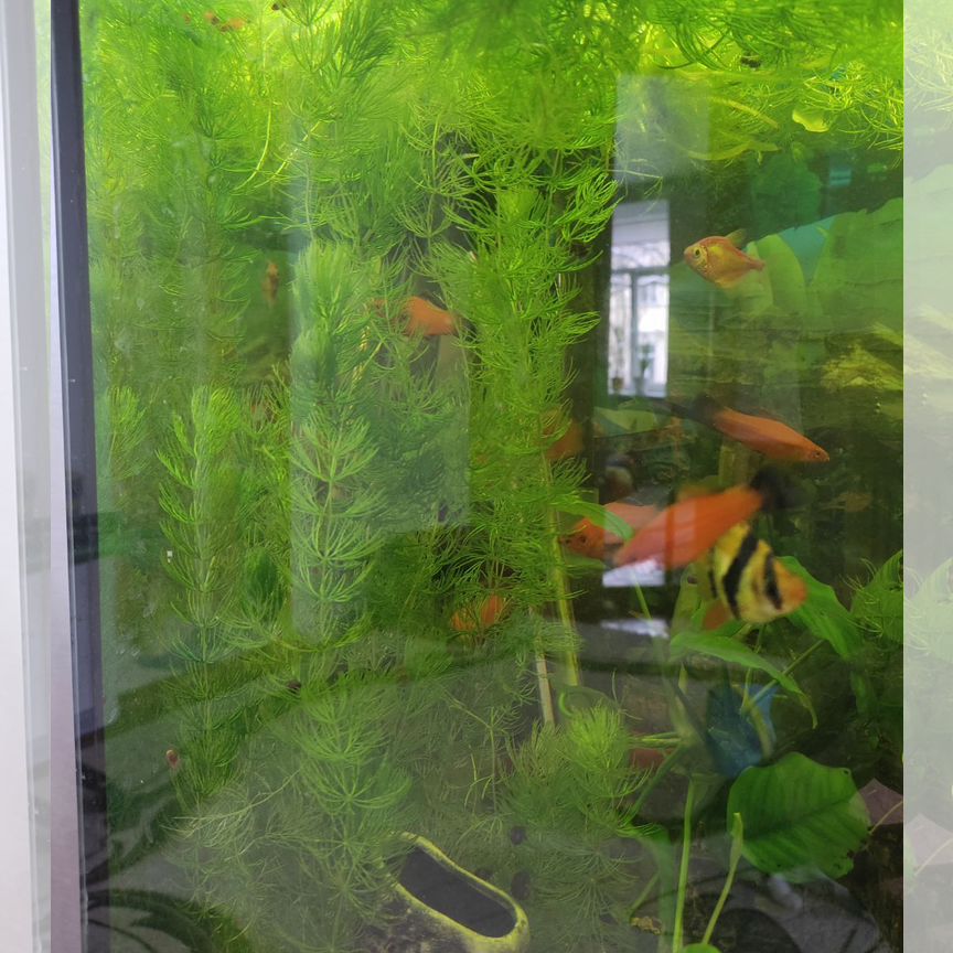 Отдам растения для аквариума
