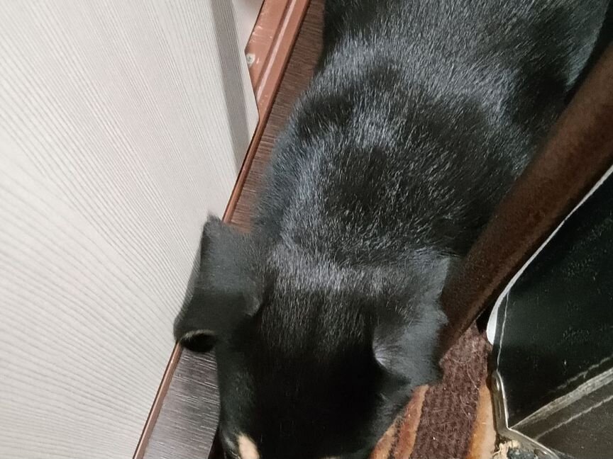 Собака комнатная