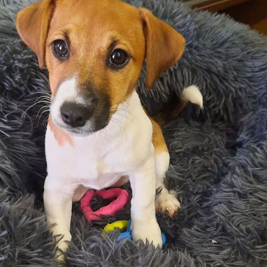 Джек рассел терьер