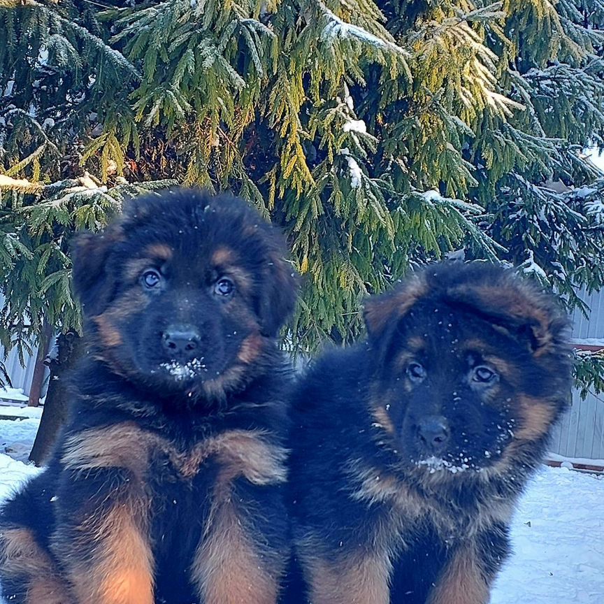 Немецкая овчарка, щенок