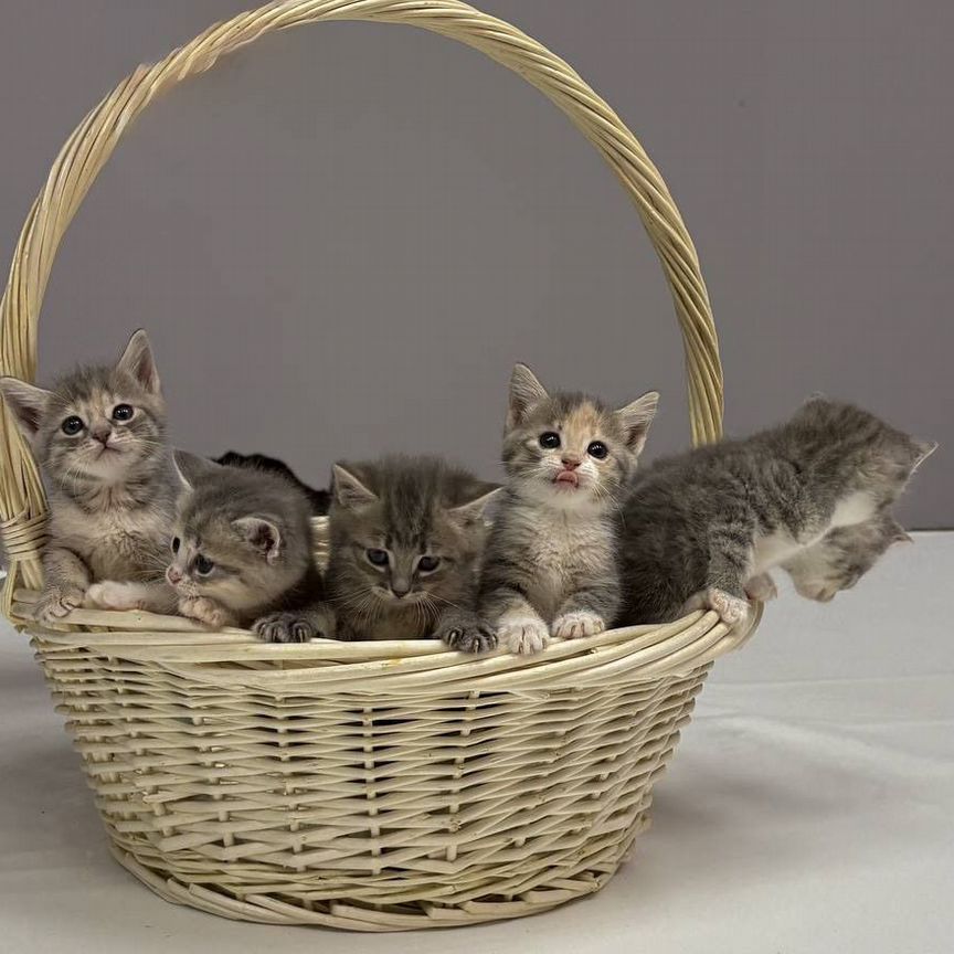 Британский короткошёрстный котёнок