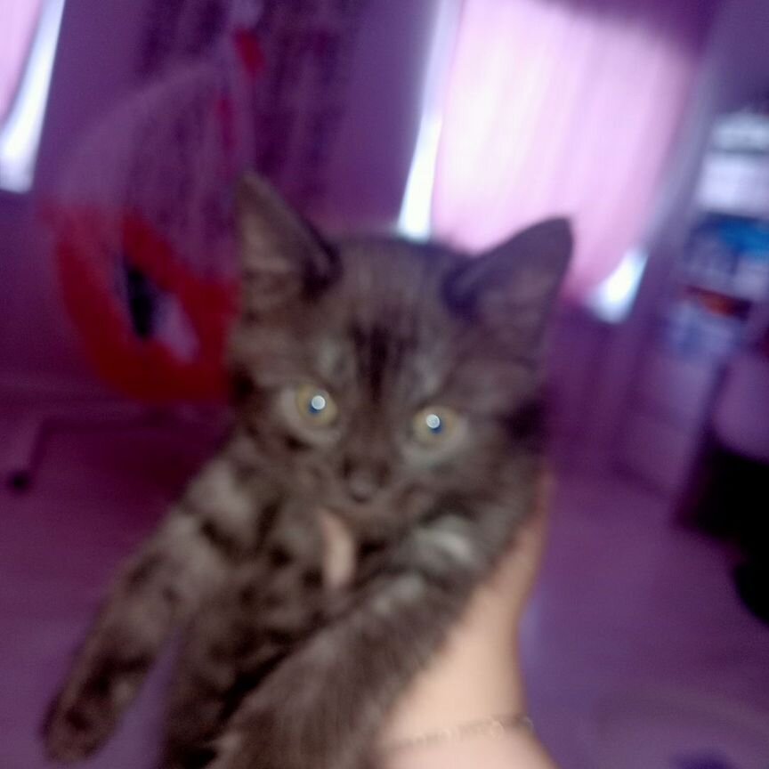 Отдаю котёнка мальчика