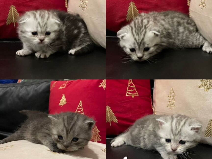 Шотландские котята
