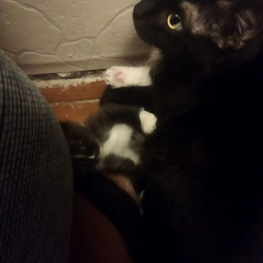 Отдам котят в добрые ручки