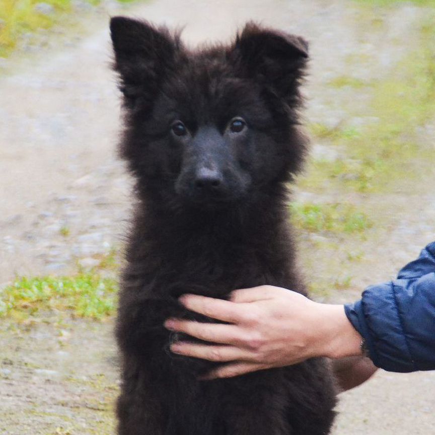 Немецкая овчарка, щенок