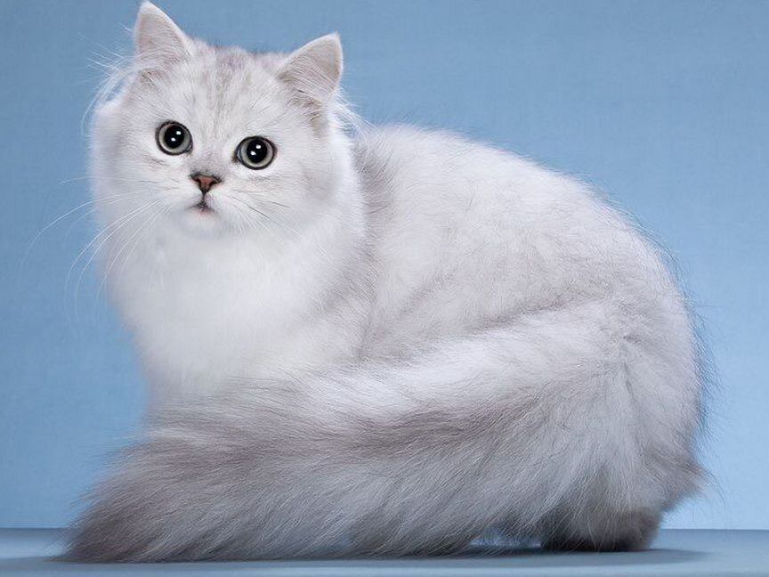 Котята персидской классической шиншиллы