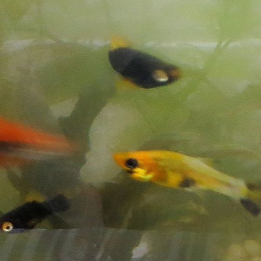 Моллинезии черные,меченосцы черные