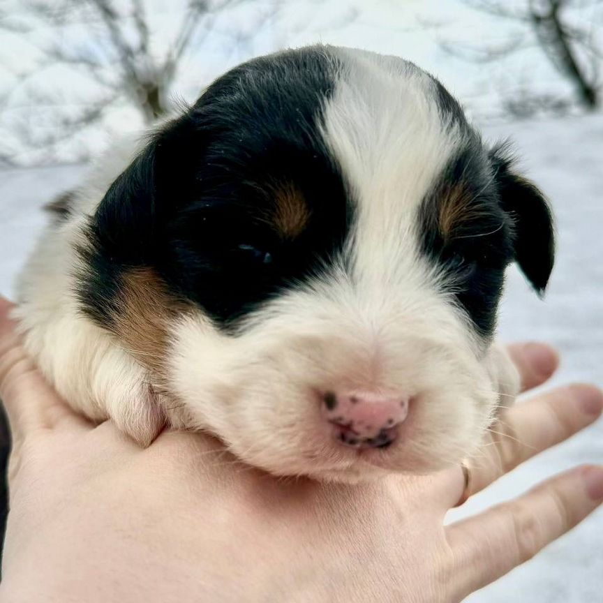 Мальчик аусси