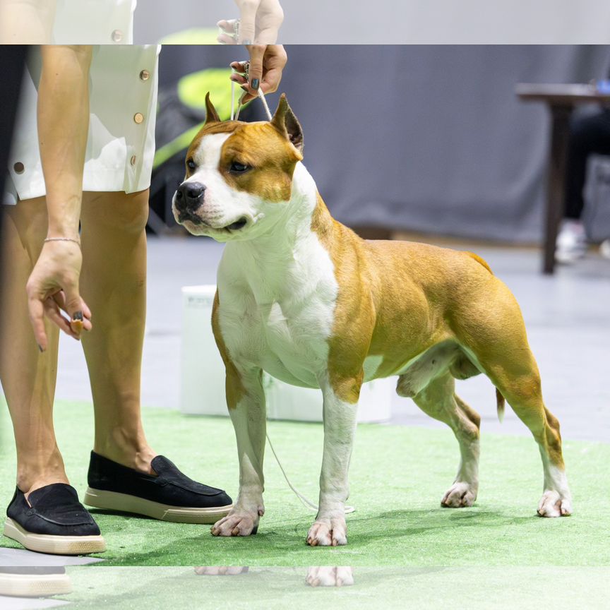 Американский стаффордширский терьер, щенок