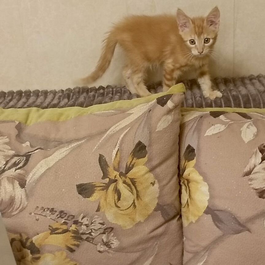 Мейн-кун котёнок