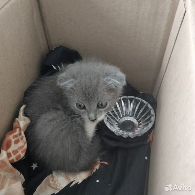 Шотландские вислоухие котята бесплатно
