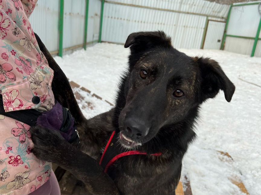 Собака в добрые руки
