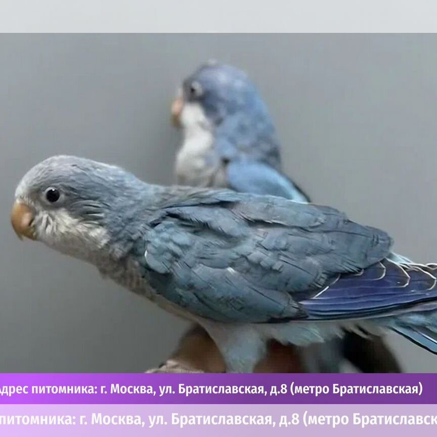 Попугай Монах