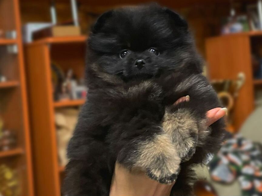 Померанский шпиц медвежьего типа