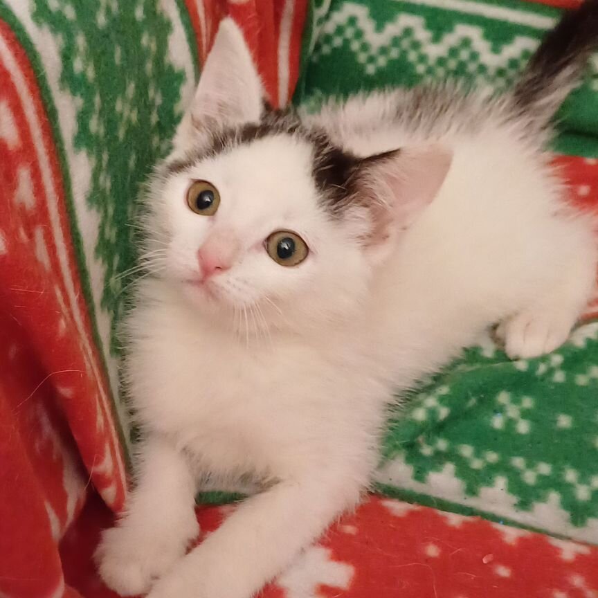 Котёнок в добрые руки