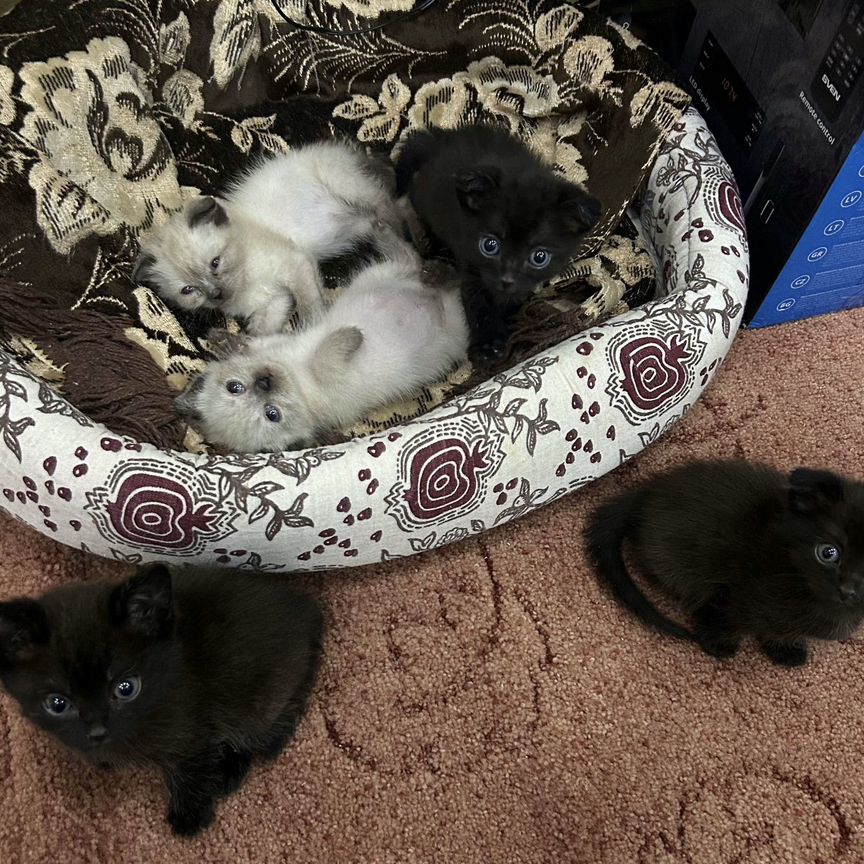 Шотландский вислоухий короткошёрстный котёнок