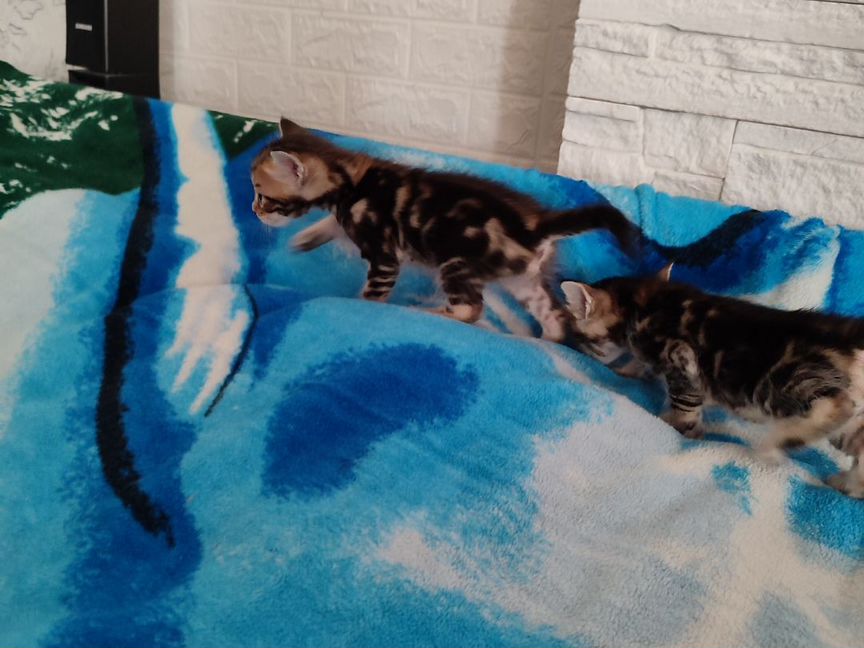 Продам котят Бенгало-Мейнкунчиков