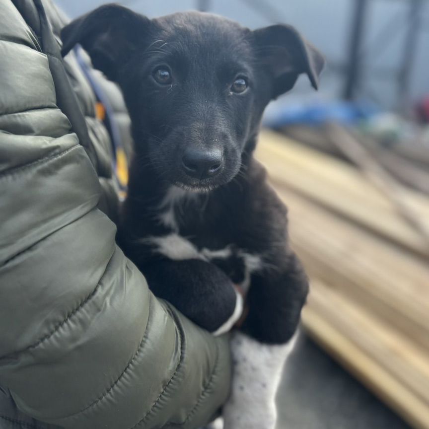 Коротколапые щенки в поисках дома