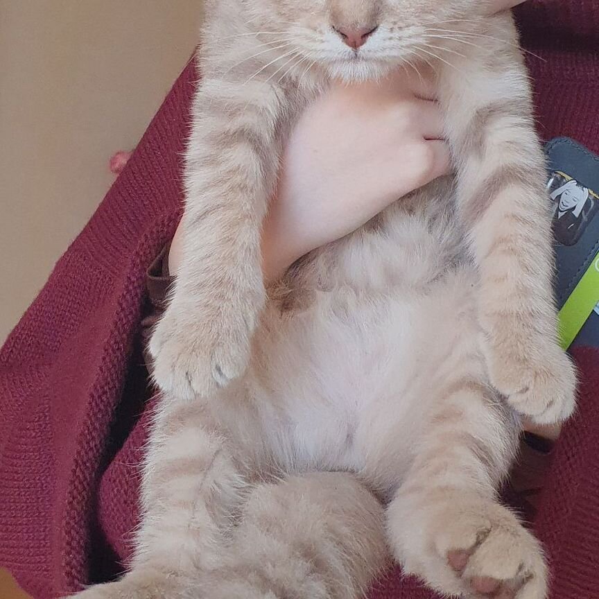 Котёнок в добрые руки