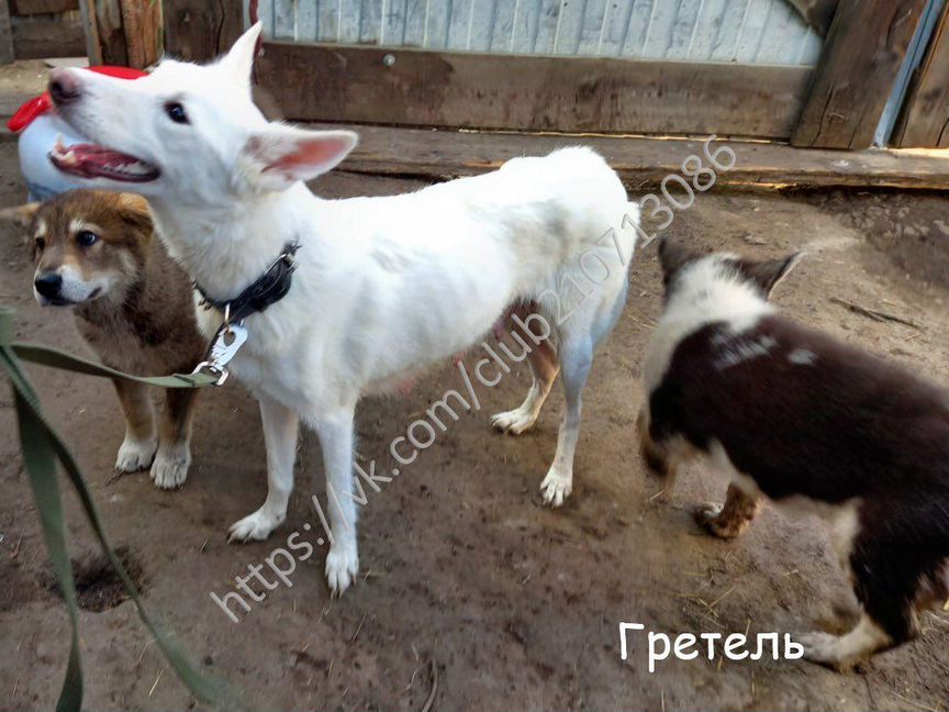 Собака в добрые руки