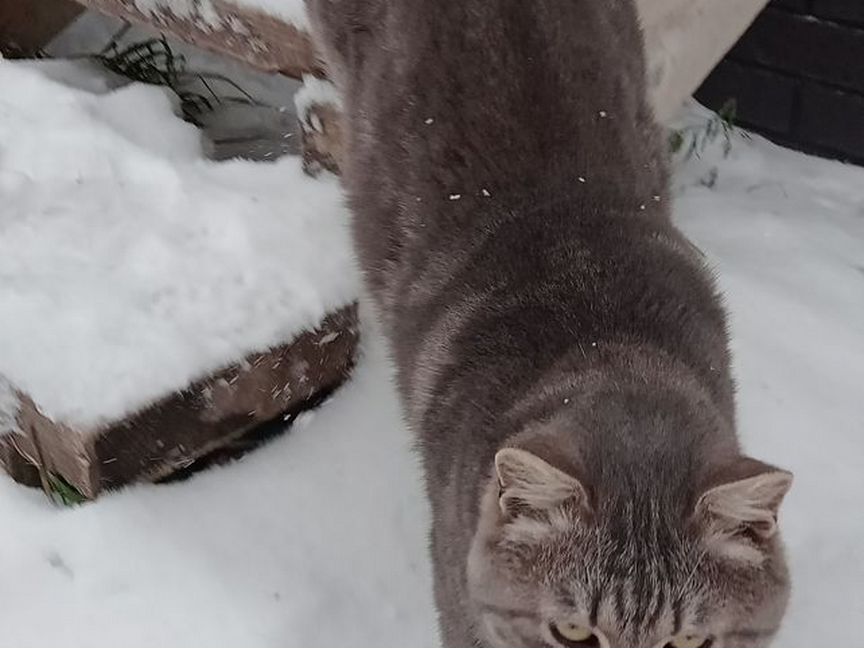 Кот бесплатно