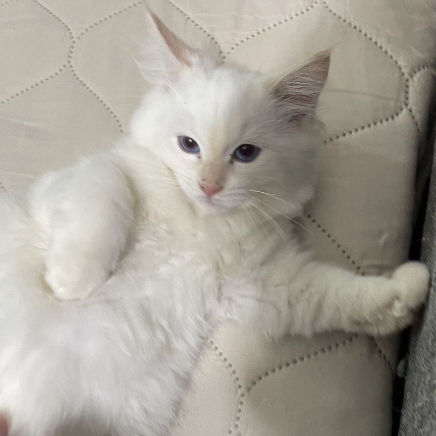 Котенок Регдолл