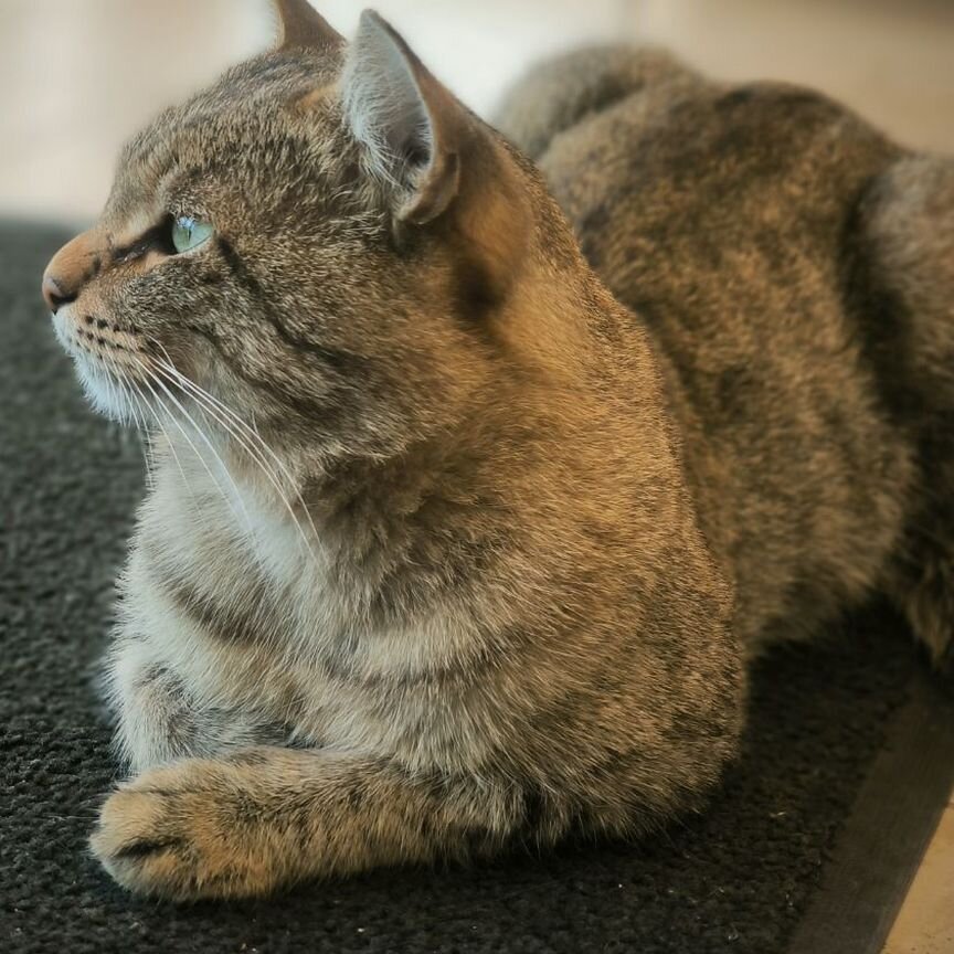 Брутальный кот ищет дом