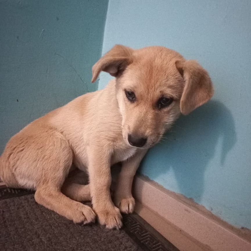 Щенок в добрые руки бесплатно