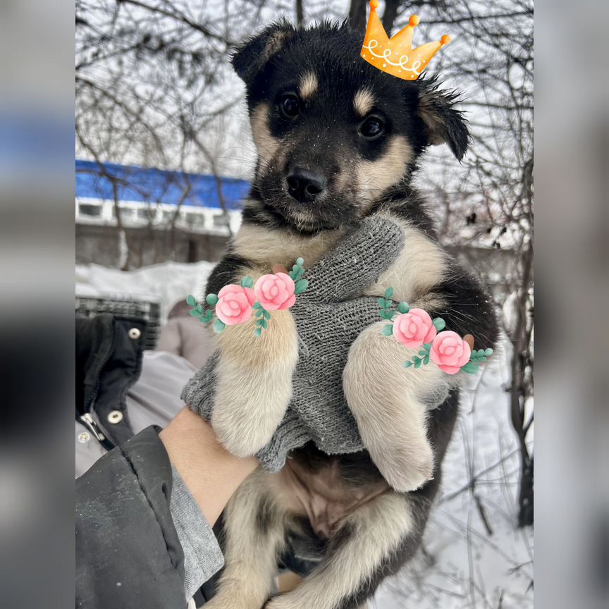 Рождена для счастья (щенок девочка в добрые руки)