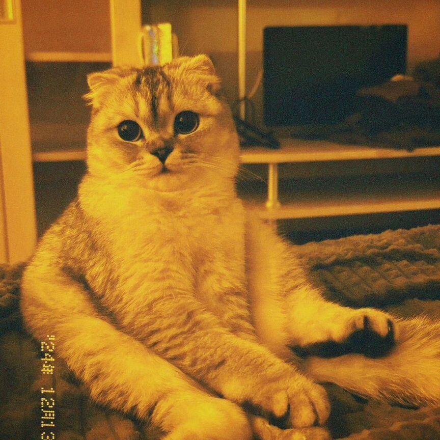 Шотландская вислоухая кошка вязка бесплатно