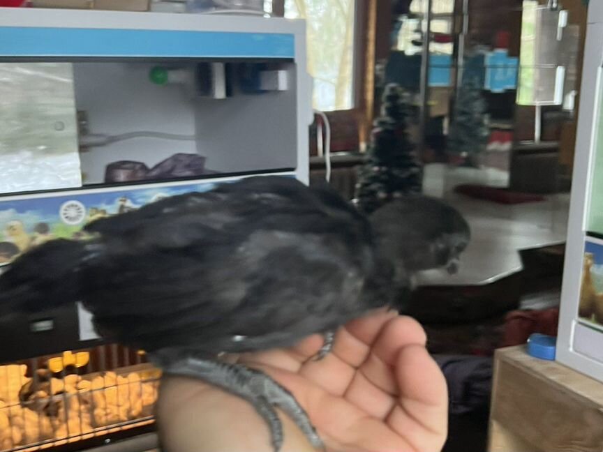 Аям Цемани петух 6 мес в наличии ия