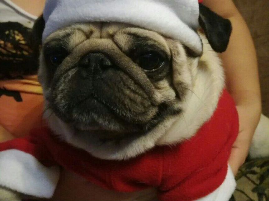 Костюм Деда мороза для собаки