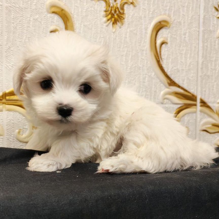 Мальтипу, щенок