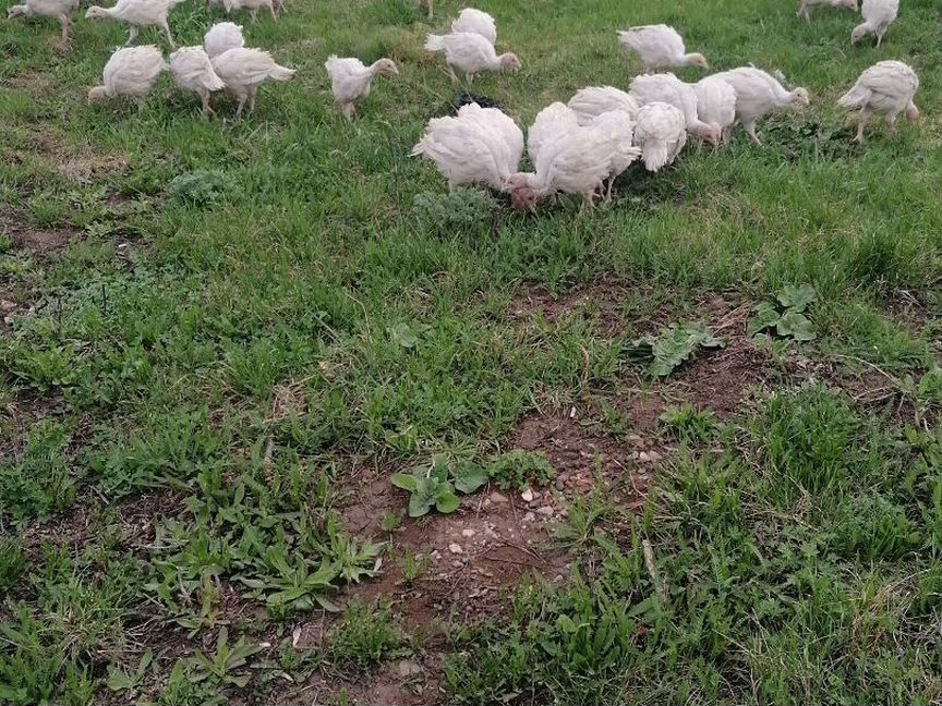 Индюки бройлеры