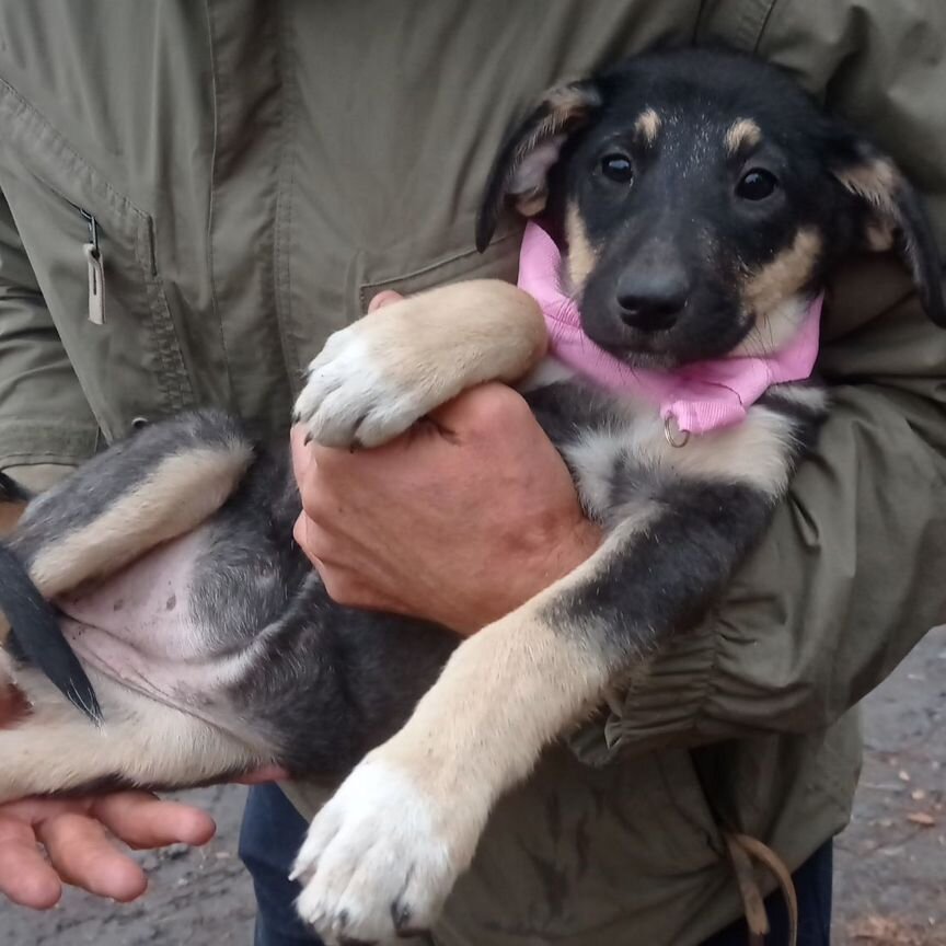 Щенуля умненькая,2 мес