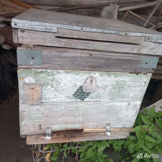 Продам пчелосемьи