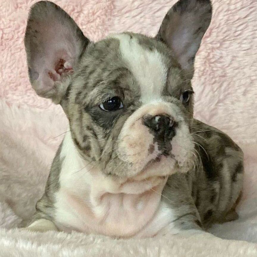 Французкая девочка