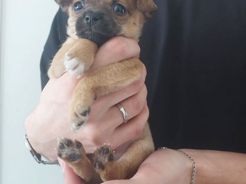 Щенок той терьер