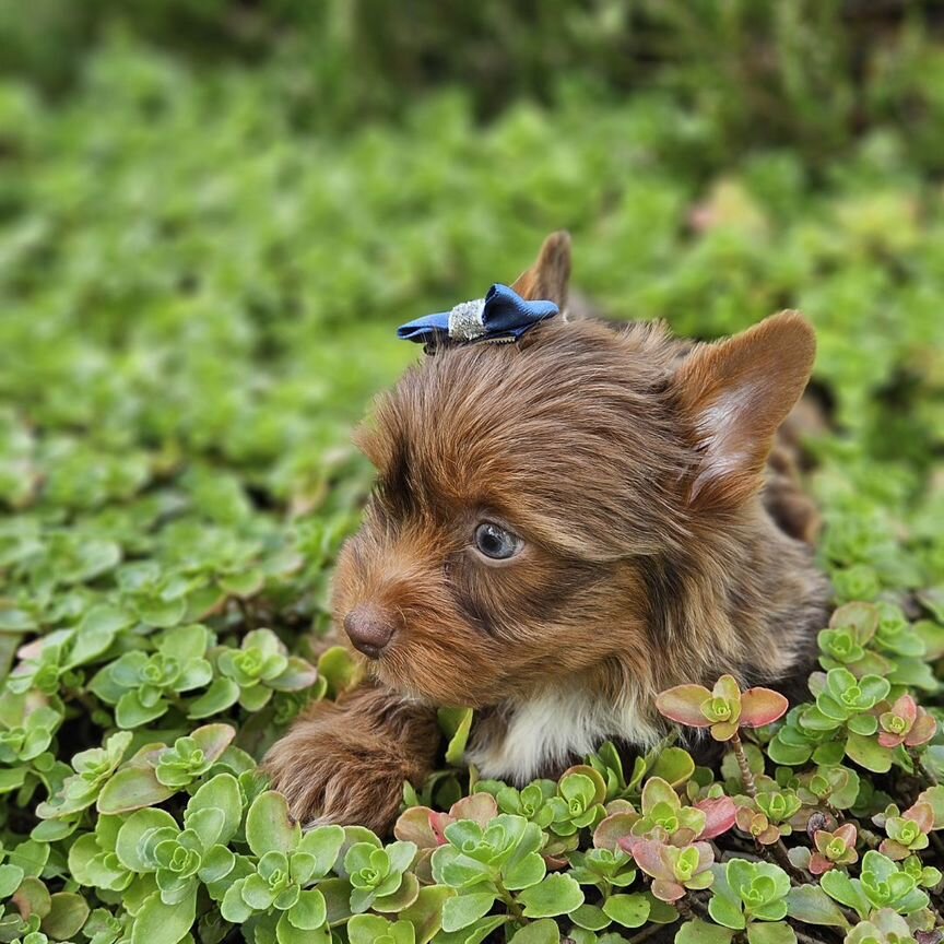 Цветной йорк с голубым глазиком