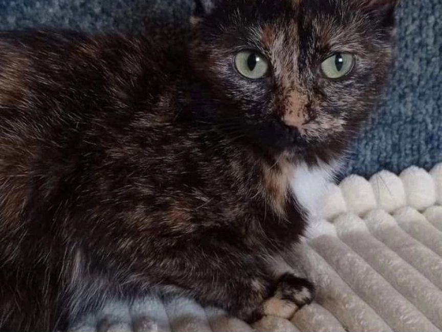 Кошечка Серафима в хорошую семью бесплатно