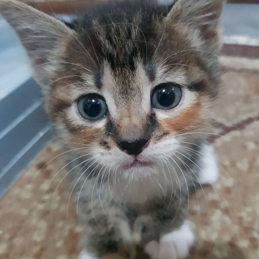 Отдам бесплатно в добрые руки