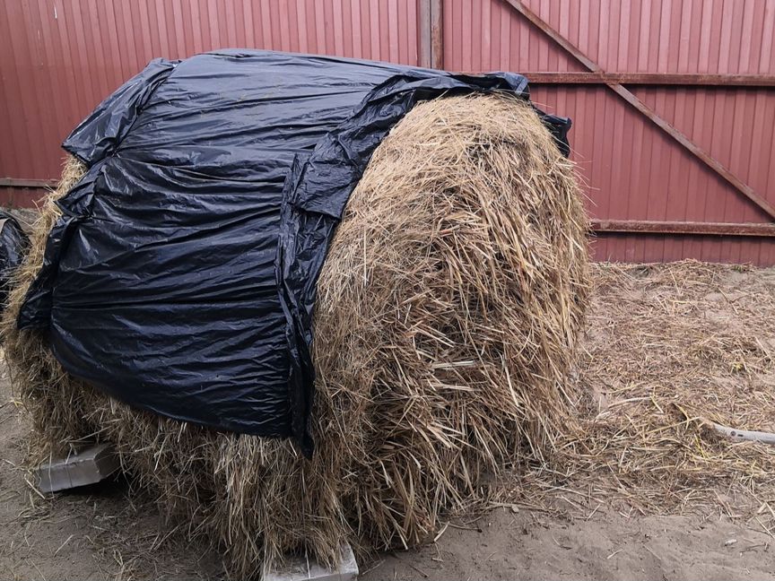 Сено рулон 24года