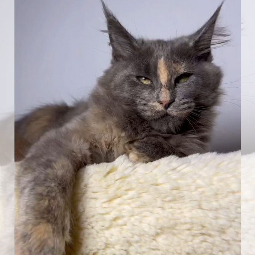 Котята мейн-кун