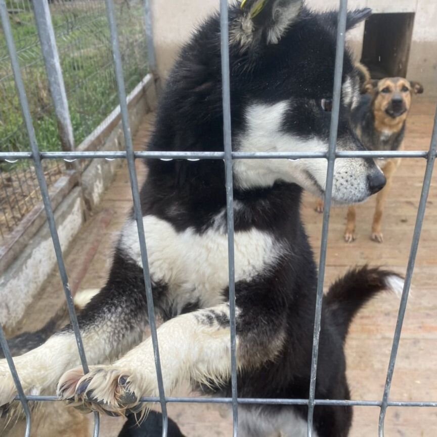 Собака помесь с хаски