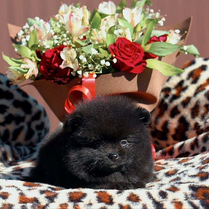 Мини шпиц уголек