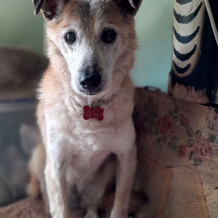 Жила в аду ищем дом/передержку