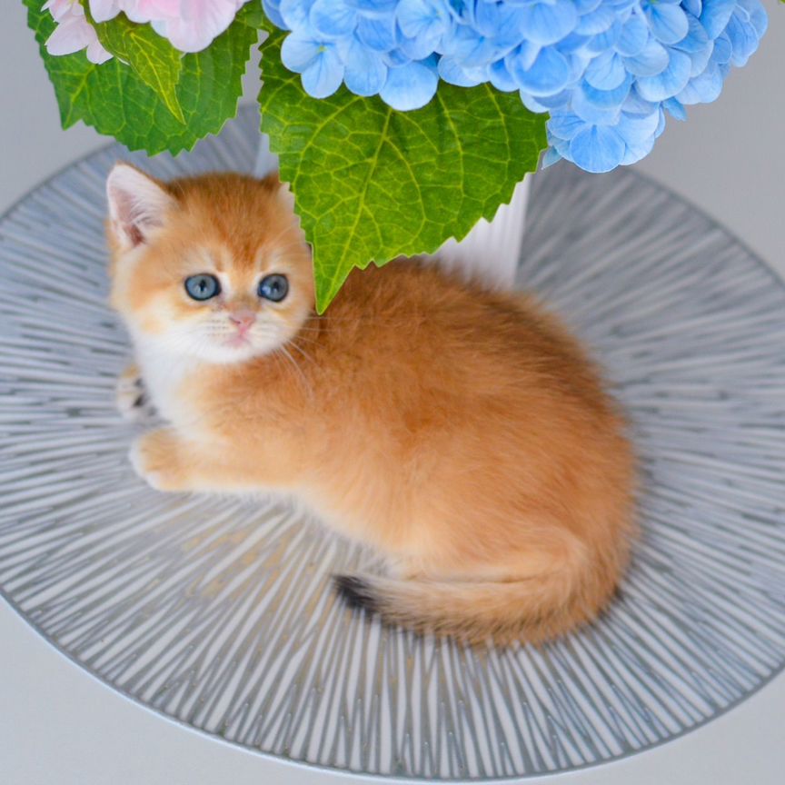 Котята золотая шиншилла