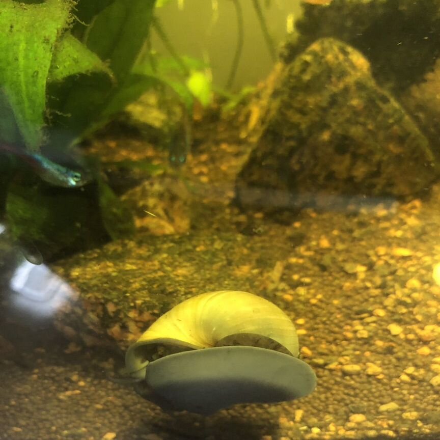 Отдам бесплатно улитки аквариумные
