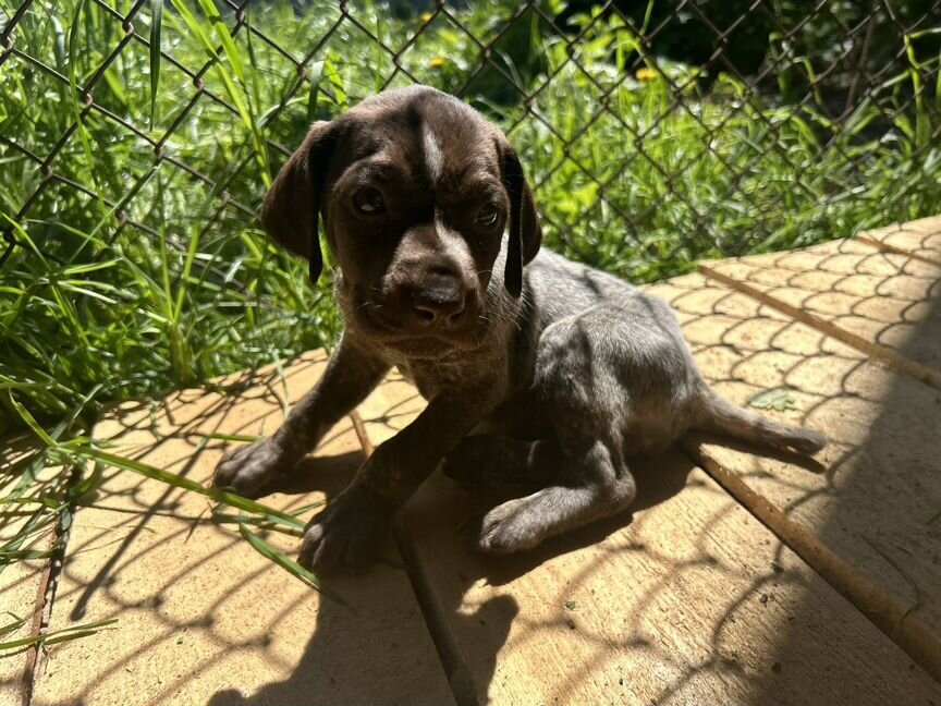 Щенки курцхаара