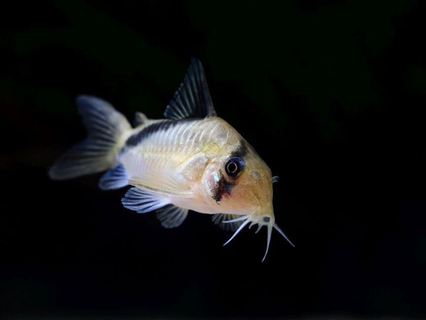 Коридорас Мелини, коридорас диагональнополосый (C